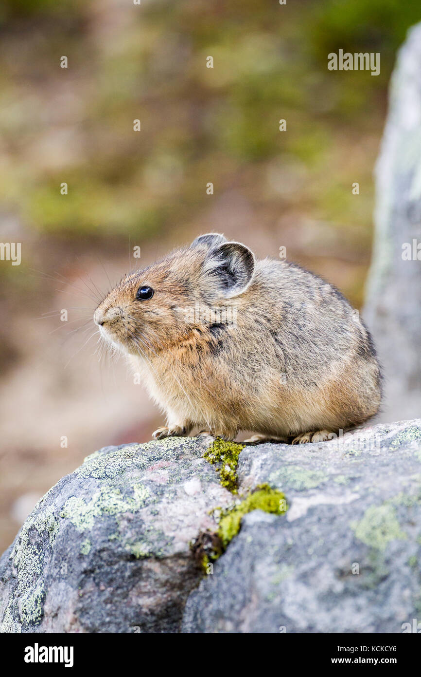 Alberta hare hi-res stock photography and images - Alamy