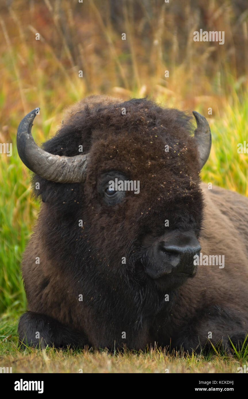 Portrait of Plains Bison bull, Bison bison bison, Elk Island National ...