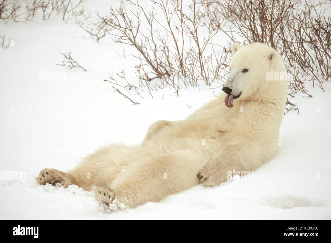 Polar Bears Nocturnal