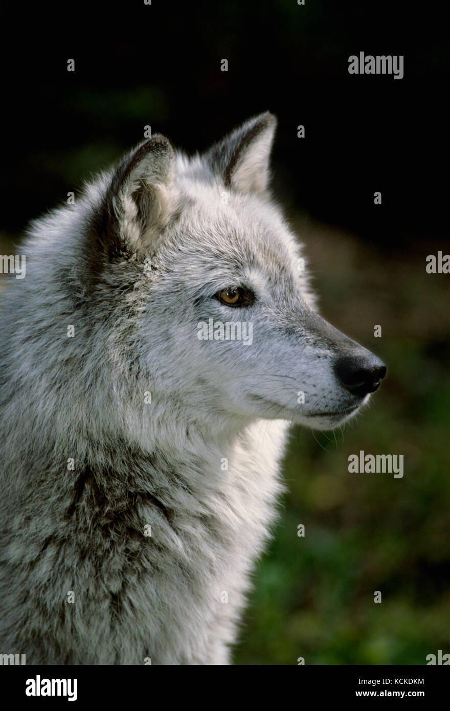 Adult wolf, Canis lupus, portrait, profile, Montana, USA Stock Photo ...
