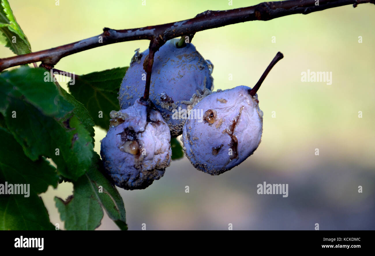 picture of a Organic ripe plums Stock Photo - Alamy