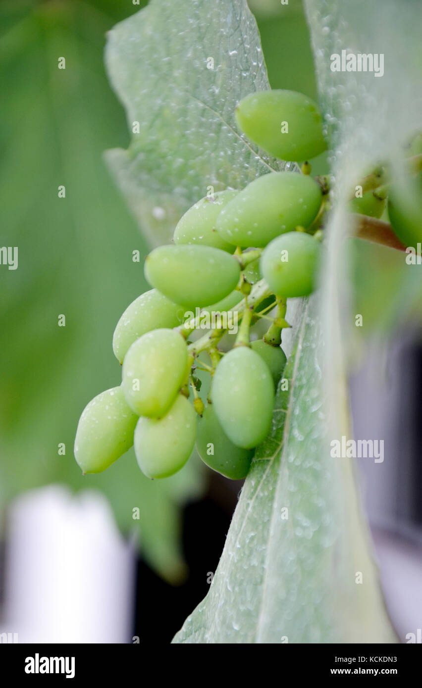 Picture of a Green grape leaves Stock Photo - Alamy