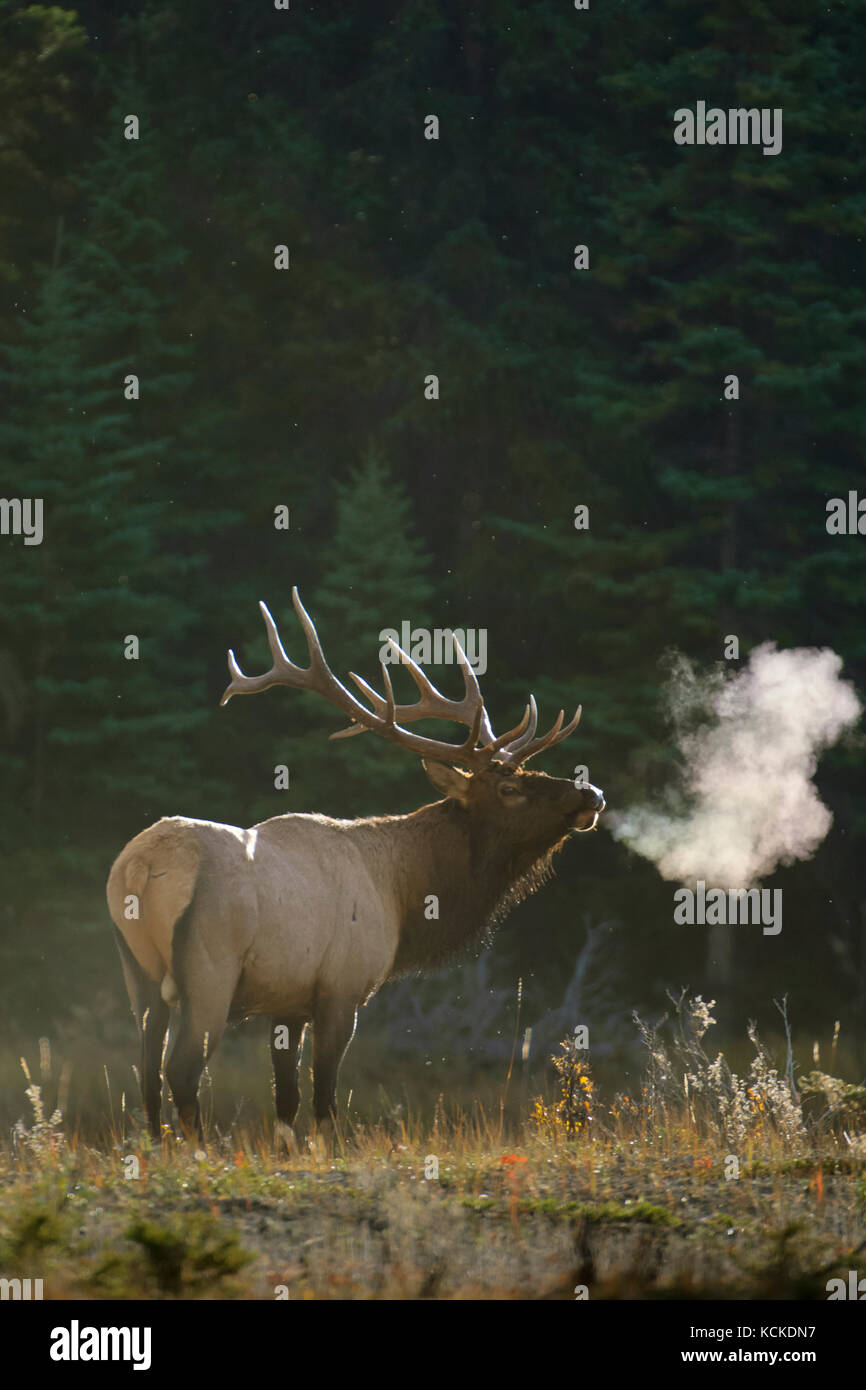 Elk in the mist hi-res stock photography and images - Alamy