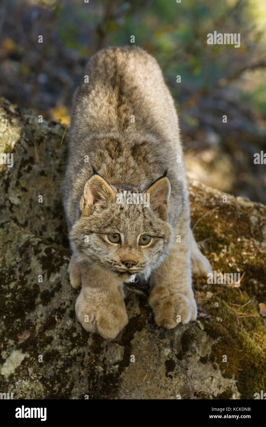 Felis Lynx Canadensis High Resolution Stock Photography and Images - Alamy