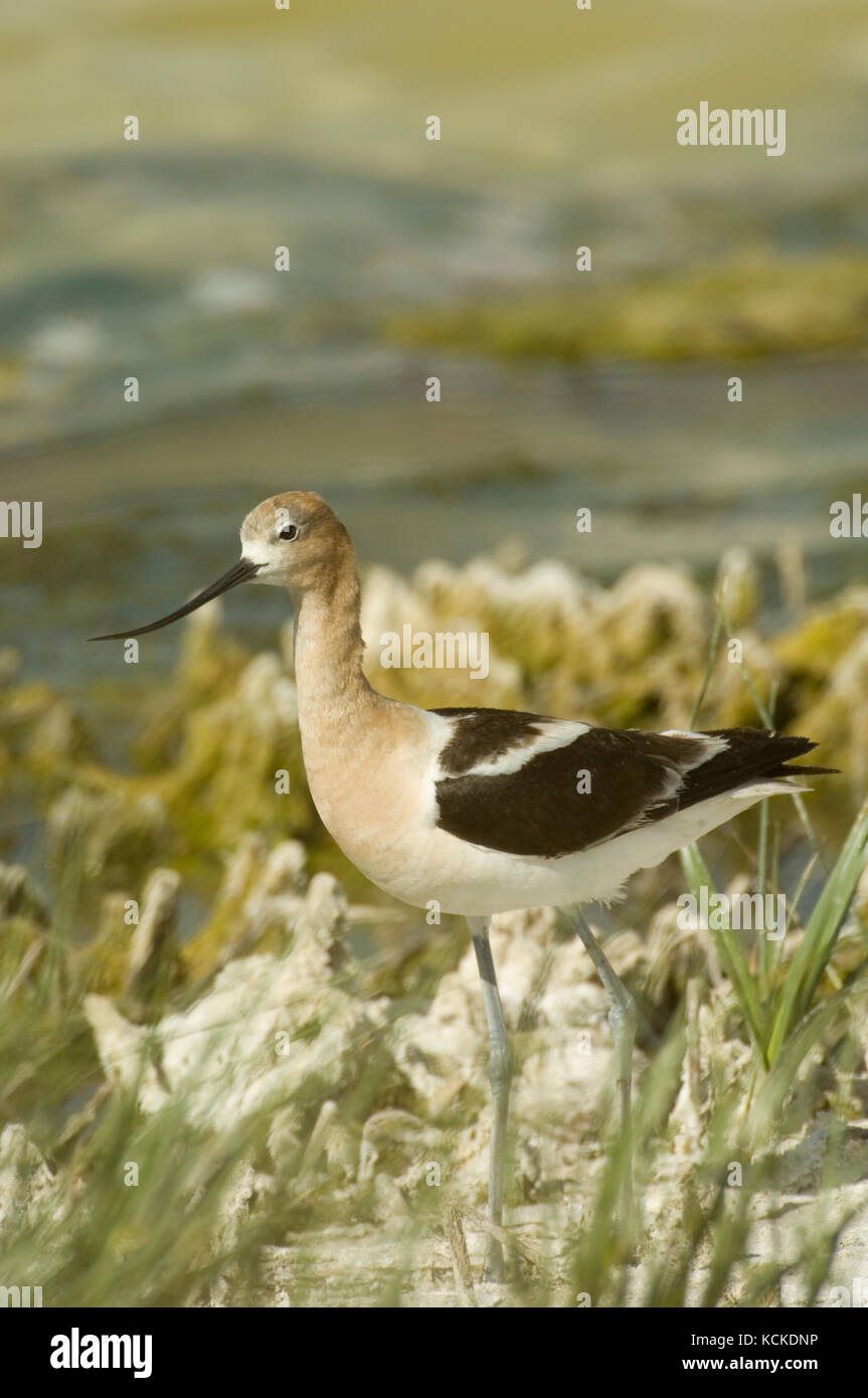 American Avocet, Recurvirostra americana, near edge of saline marsh ...