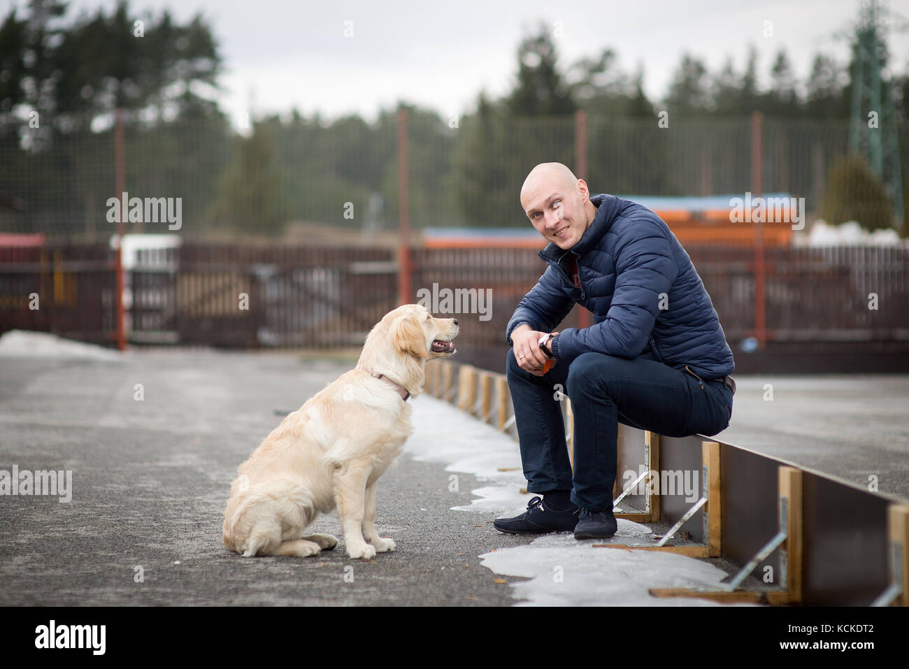 Perfect golden retriever hi-res stock photography and images - Alamy