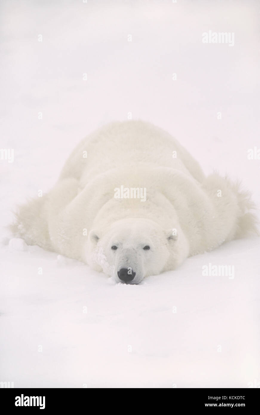 Polar bear, Ursus maritimus, lies on stomach in snow, near Churchill ...