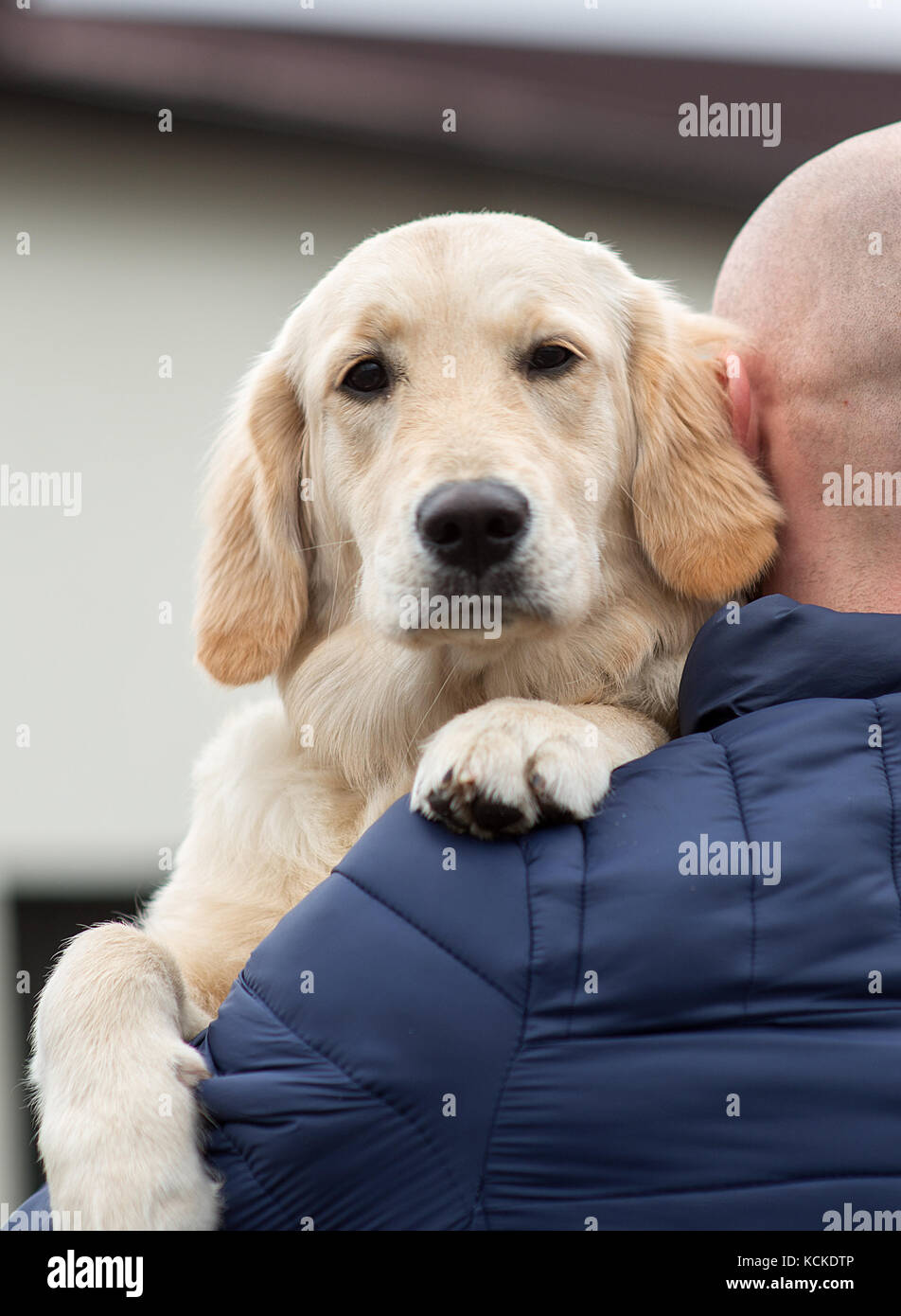 Golden Retriever dog and man Stock Photo - Alamy