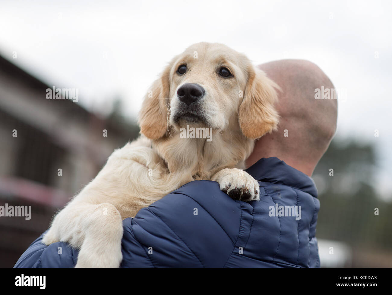 Golden Retriever dog and man Stock Photo - Alamy