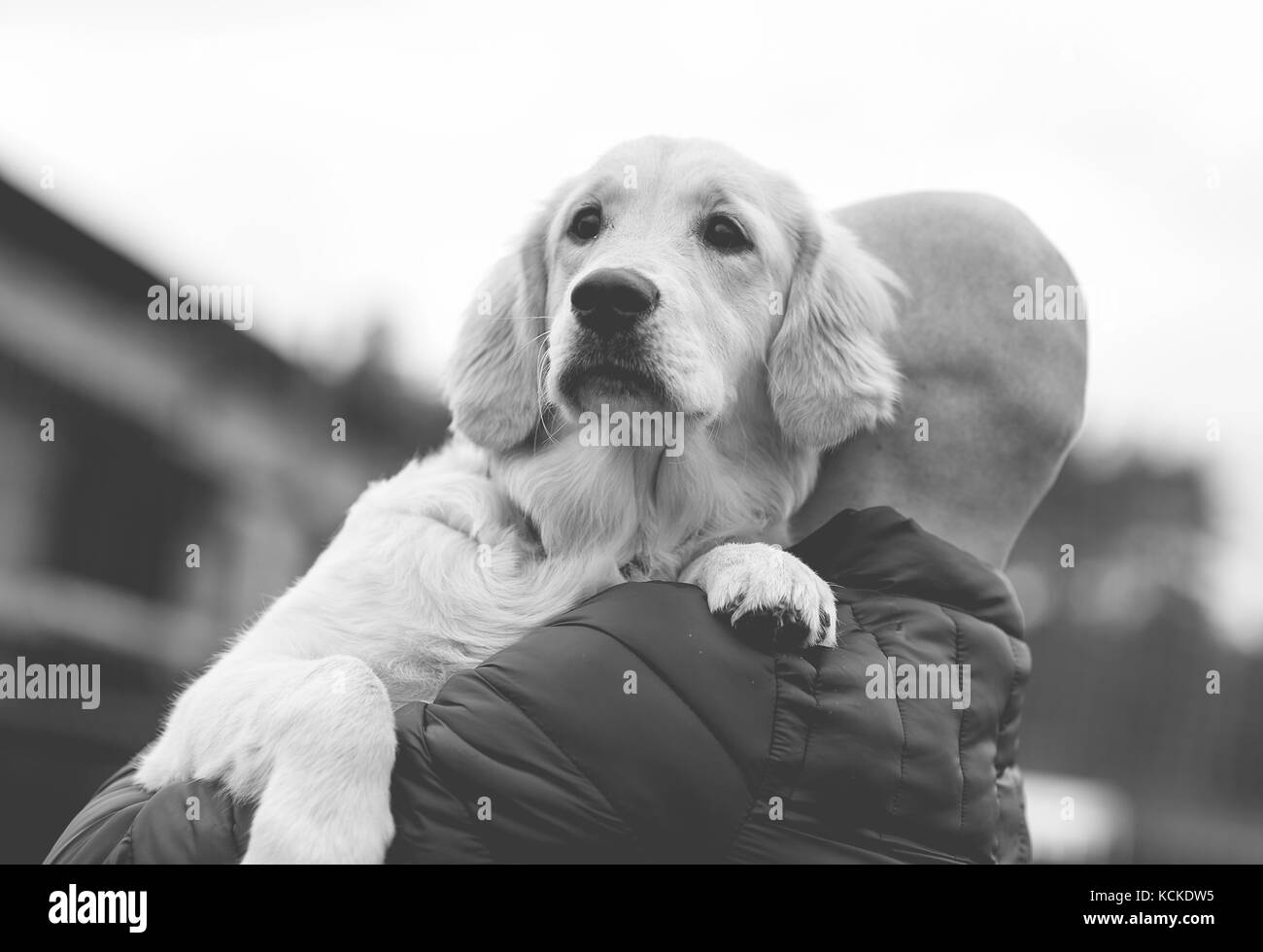 Golden Retriever dog and man Stock Photo - Alamy