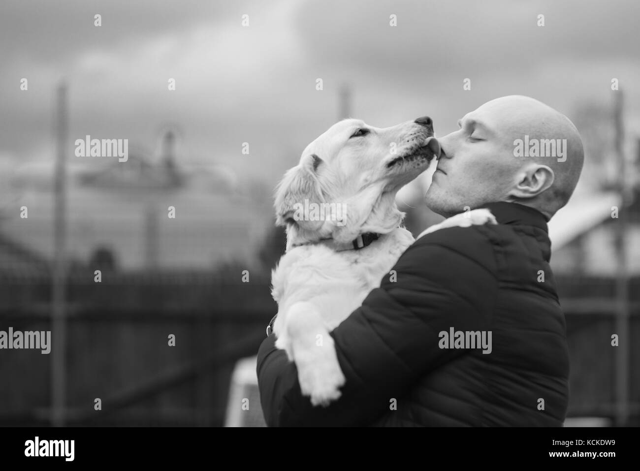 Golden retriever sitting Black and White Stock Photos & Images - Alamy