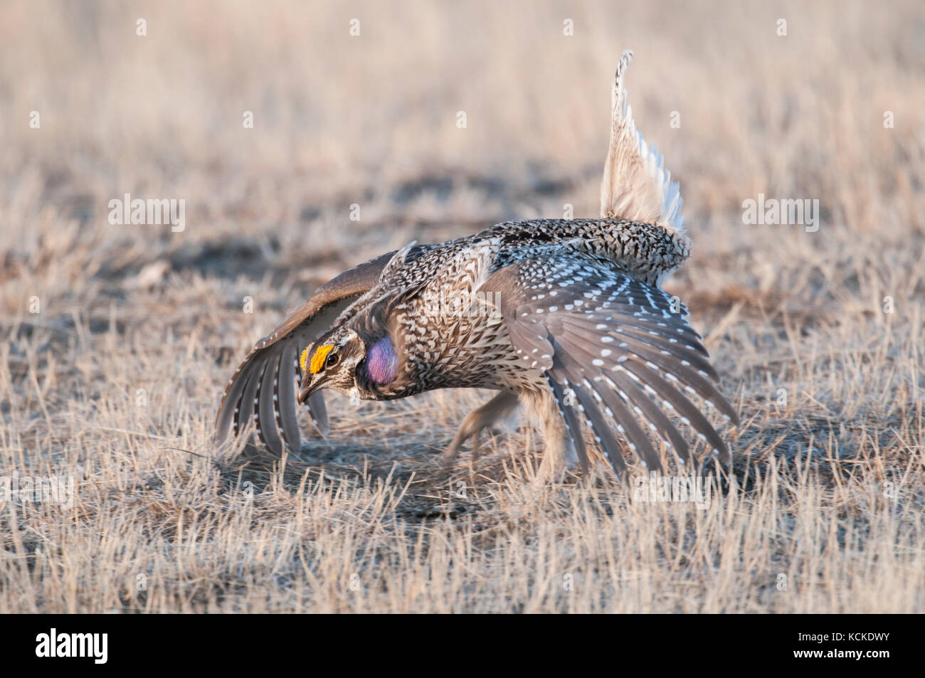 Sharp-tailed Grouse male, Tympanuchus phasianellus, dancing on lek ...
