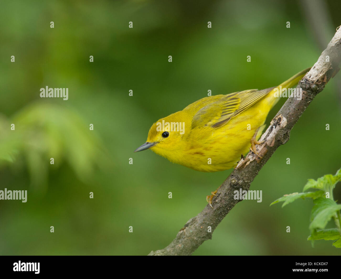 Petechia dendroica hi-res stock photography and images - Alamy