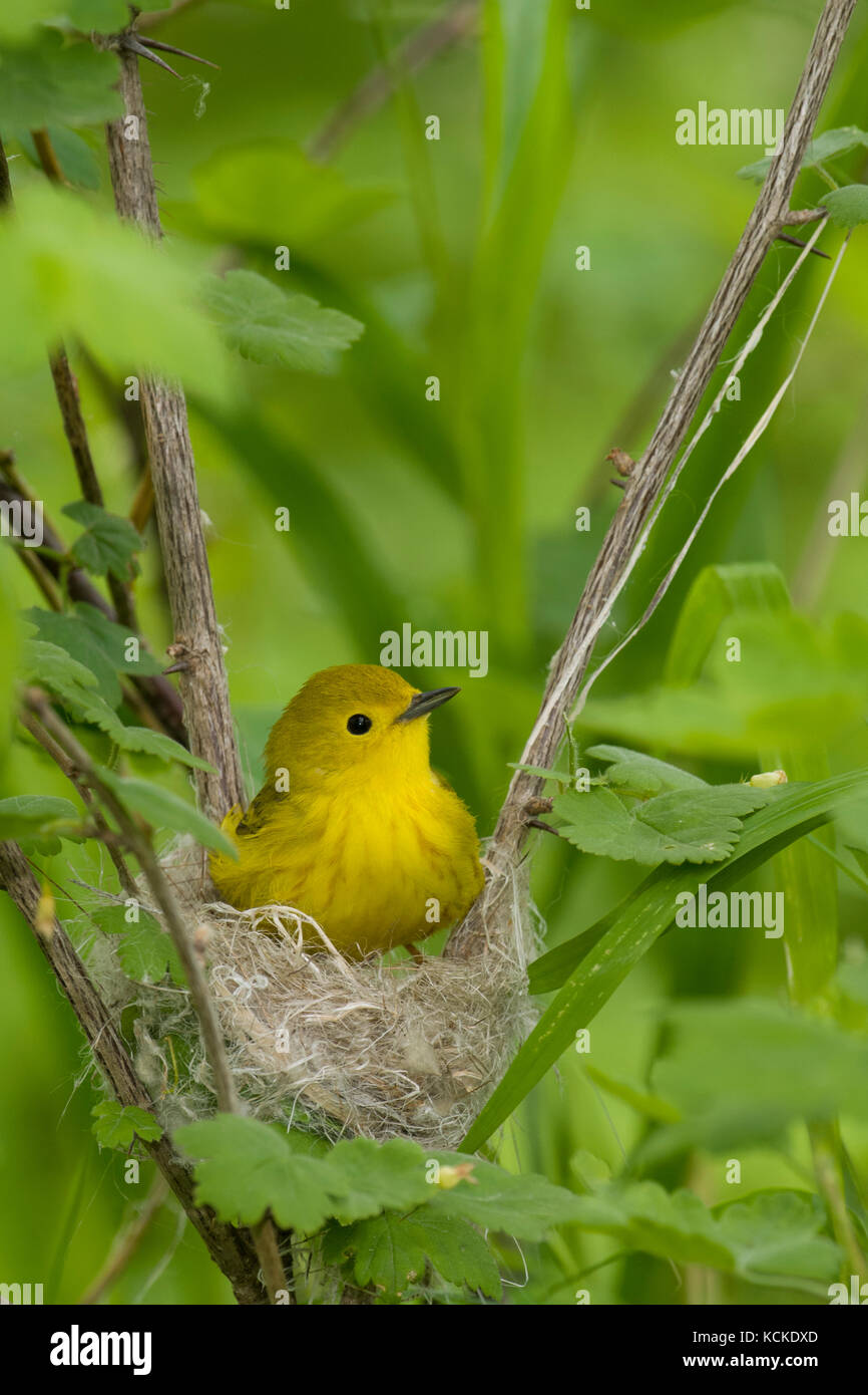 Yellow Warbler, Dendroica petechia, on nest in spring, Point Pelee ...