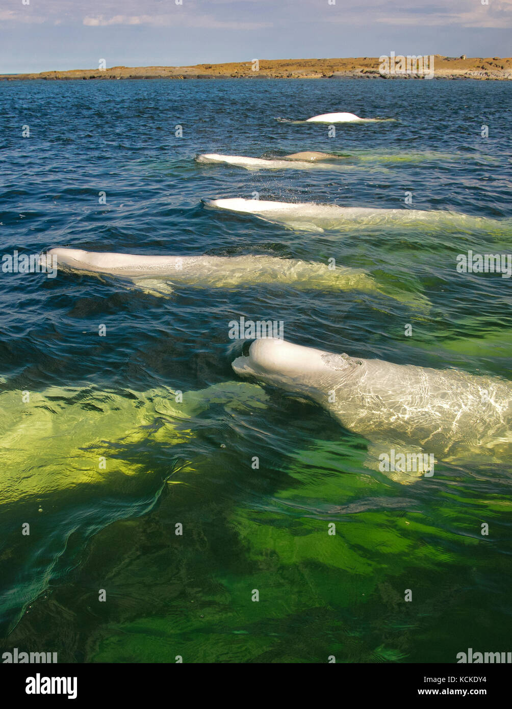 Beluga whales, Delphinapterus leucas, in summer near the Churchill ...