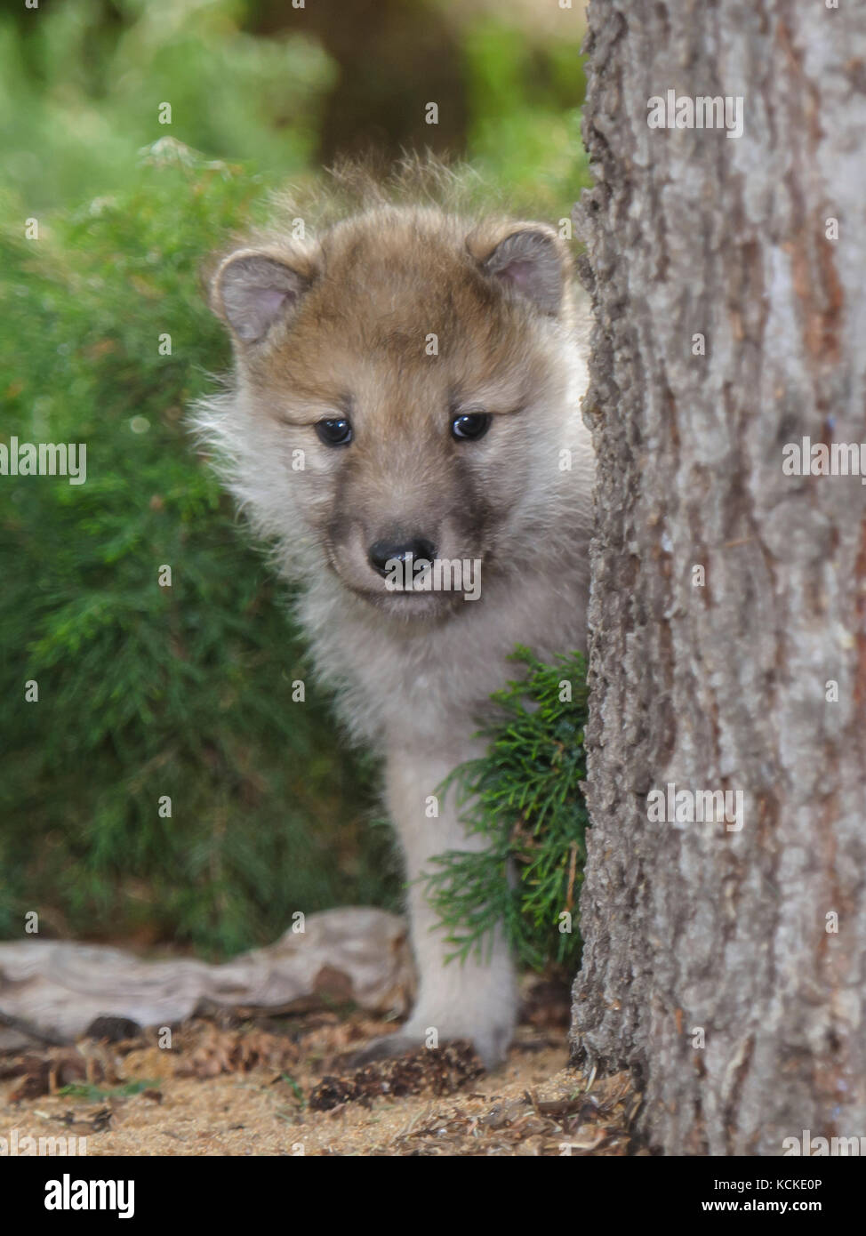 Arctic Wolf pup, Canis lupus, looking around tree trunk, Saskatchewan ...