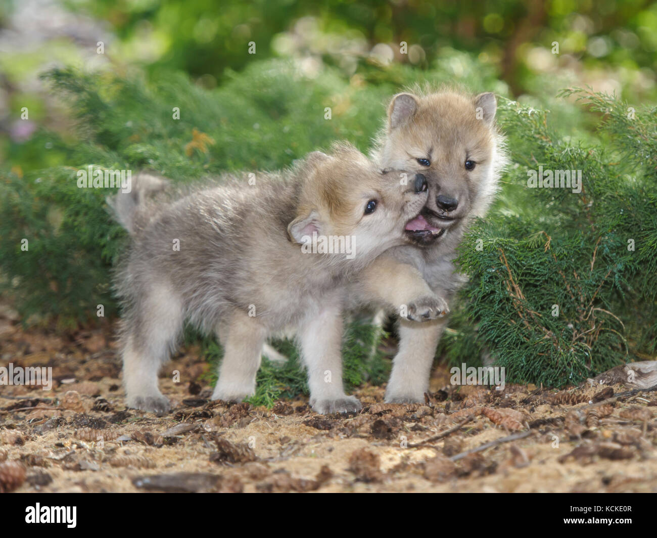 Cute Wolf Pups Playing