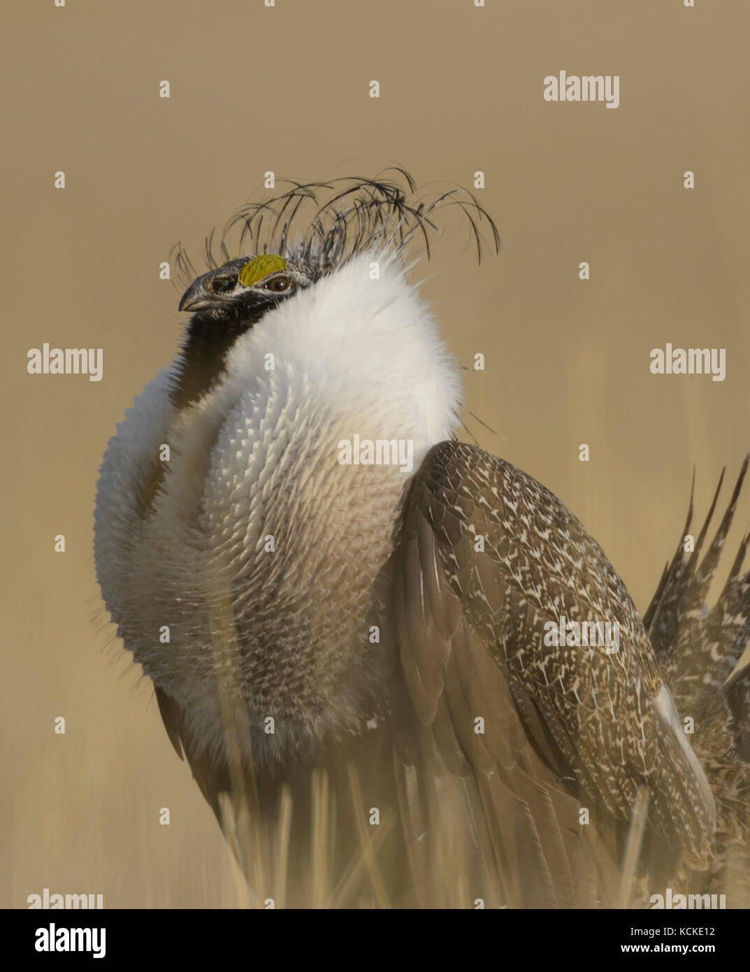 Charles russell hi-res stock photography and images - Alamy