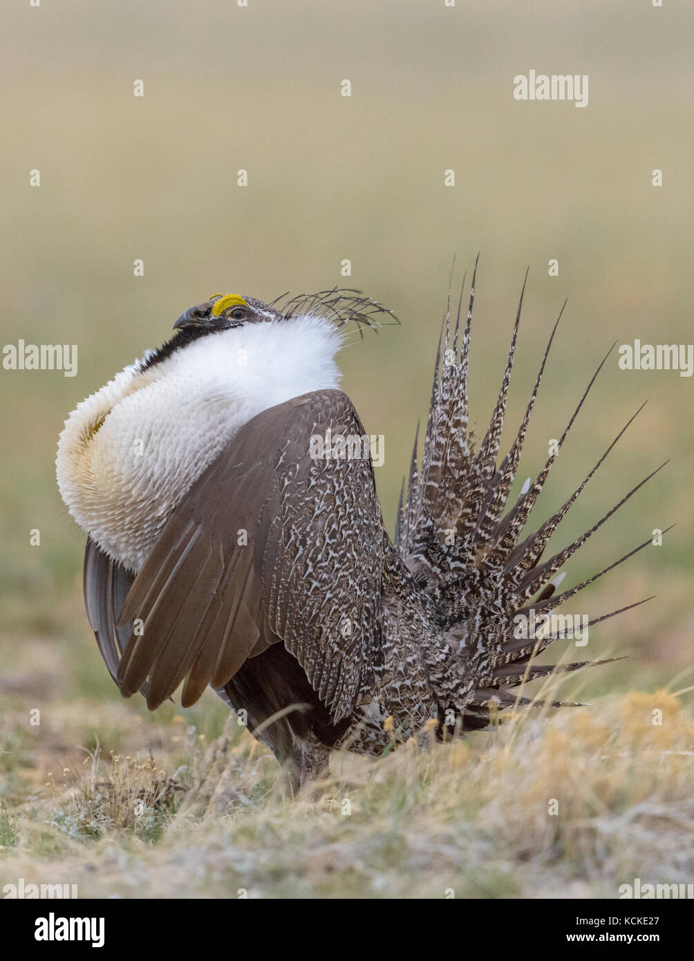 Greater Sage- Grouse male, Centrocercus urophasianus, displaying ...