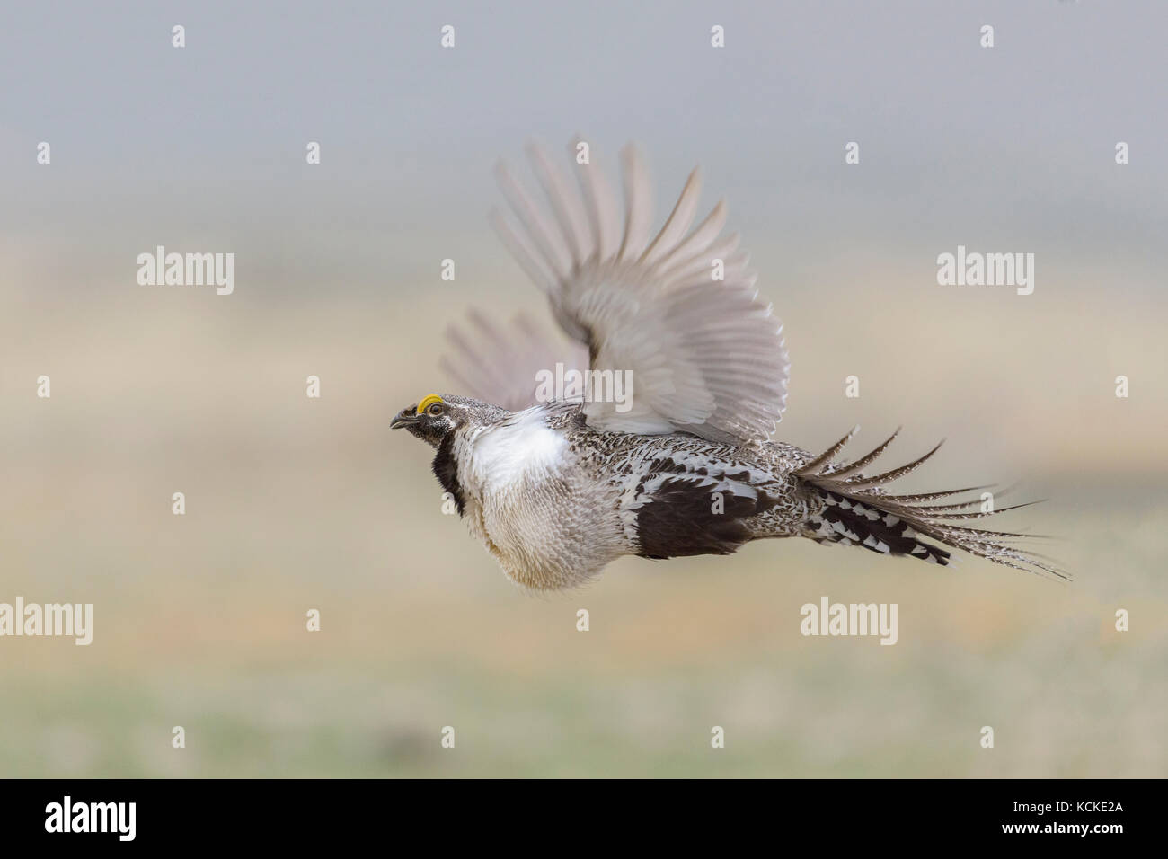 Greater Sage-Grouse, Centrocercus urophasianus, in flight, near Zortman ...