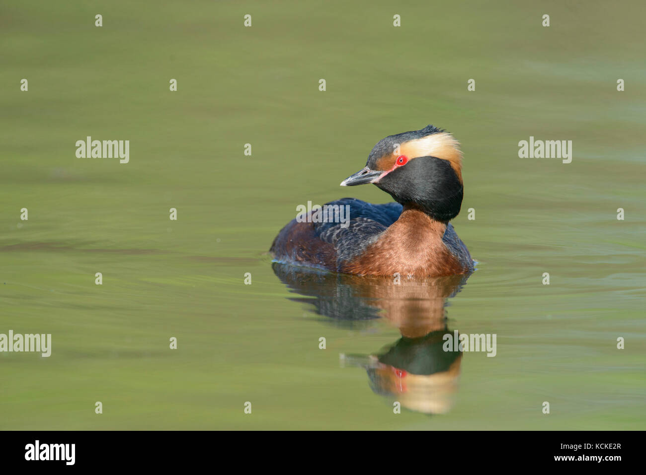Horned Grebe, Podiceps auritus, swimming in smooth green water with ...