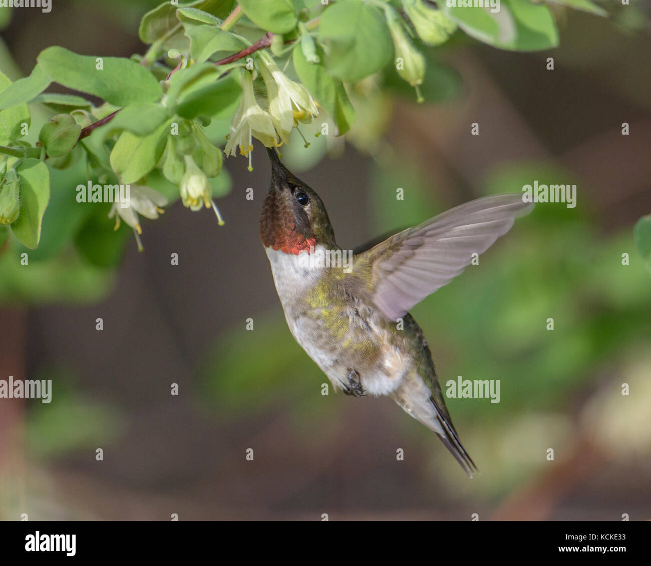 Archilochis colubris hi-res stock photography and images - Alamy