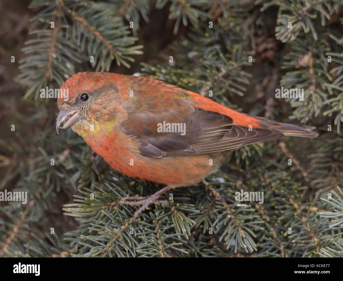 Male Red Crossbill, Loxia curvirostra, Warman, Saskatchewan, Canada ...