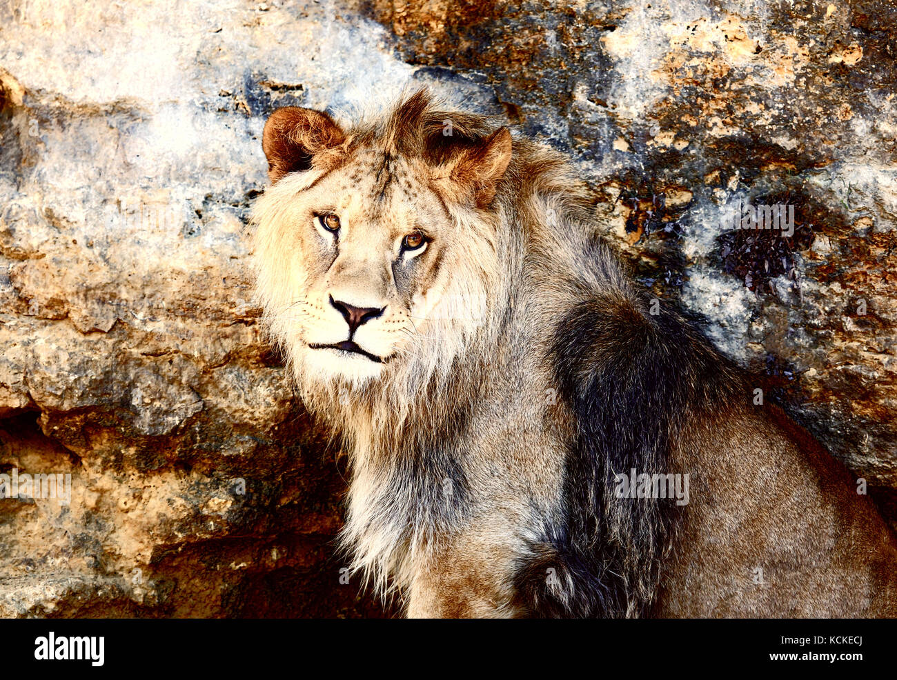 Beautiful Lion resting in the sunshine. rock background Stock Photo - Alamy
