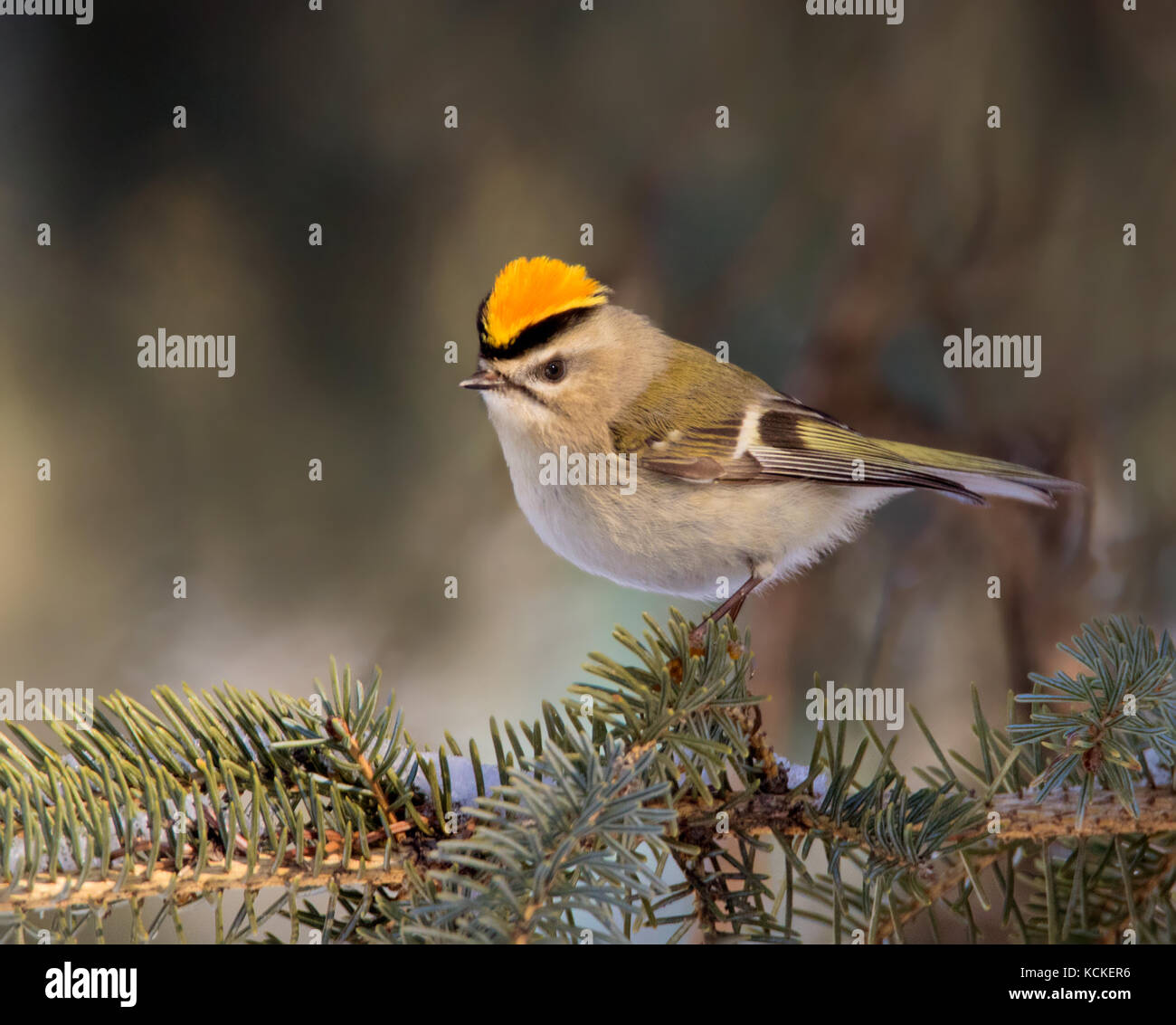 A male Golden-crowned Kinglet, Regulus satrapa, perched on a branch in ...