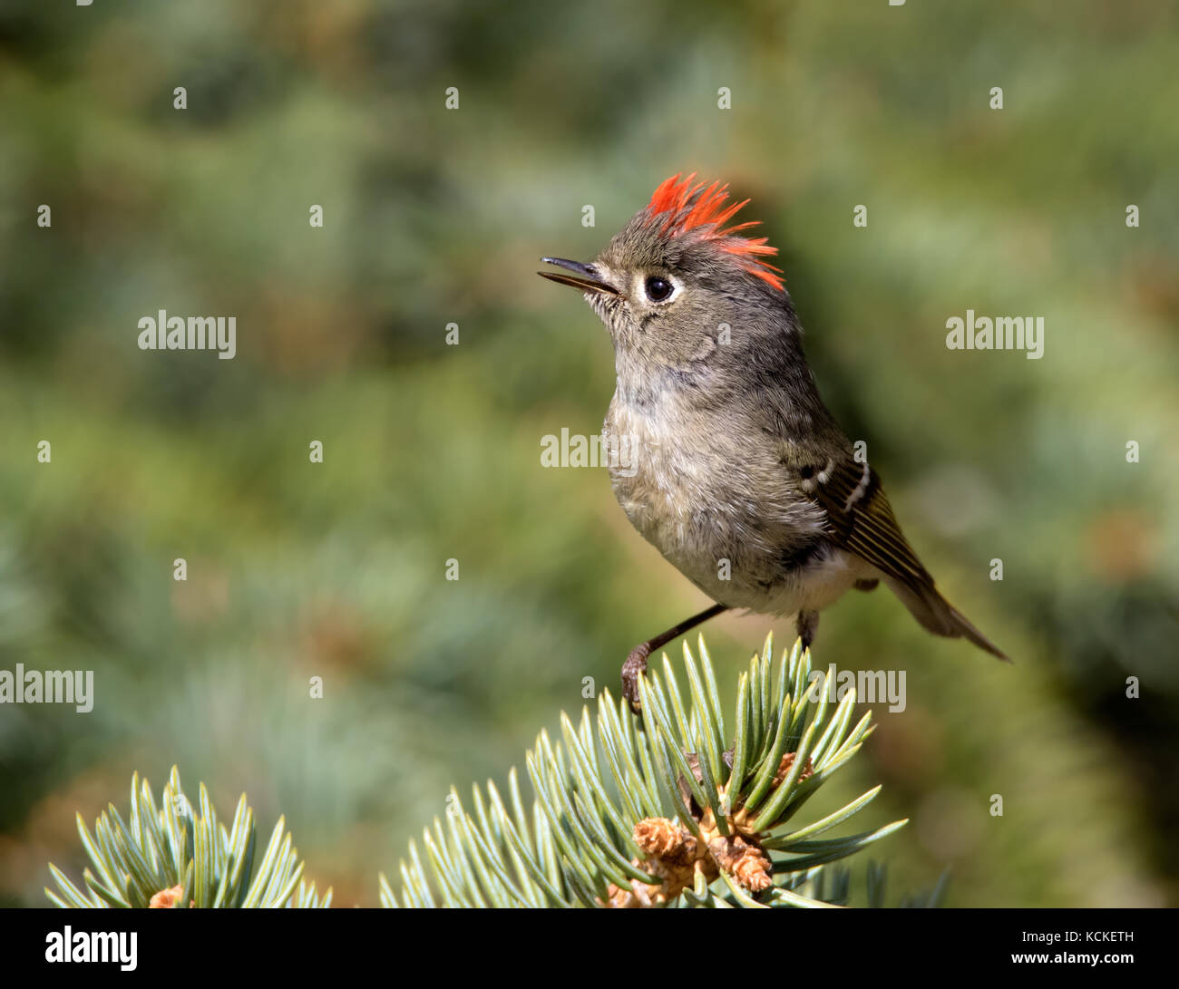 A Ruby-crowned Kinglet, Regulus calendula, singing, on a spruce tree in ...