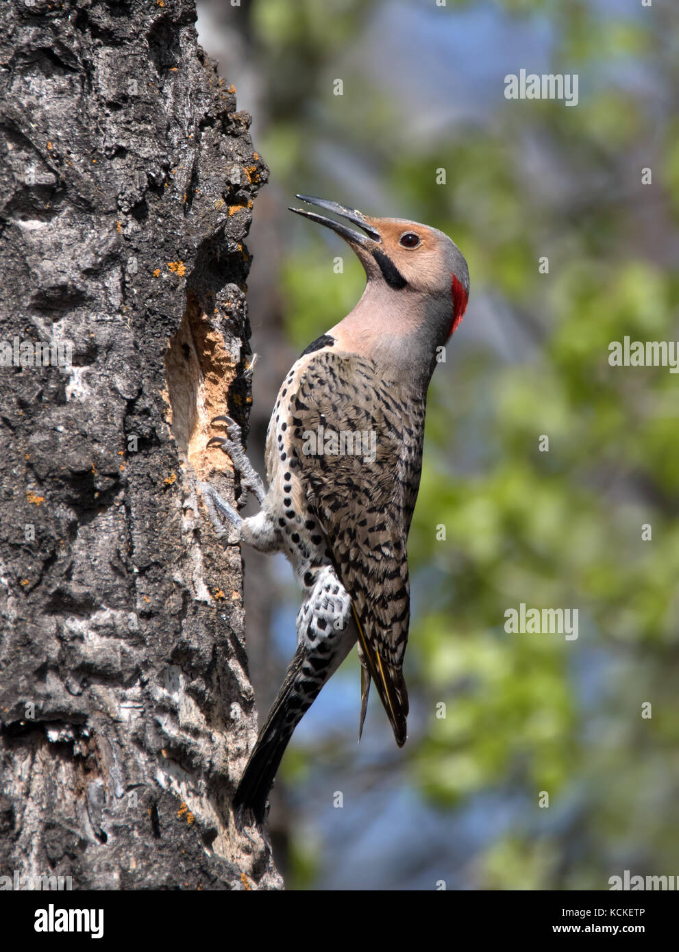 A male Yellow-shafted Northern Flicker, Colaptes auratus, at a nest ...