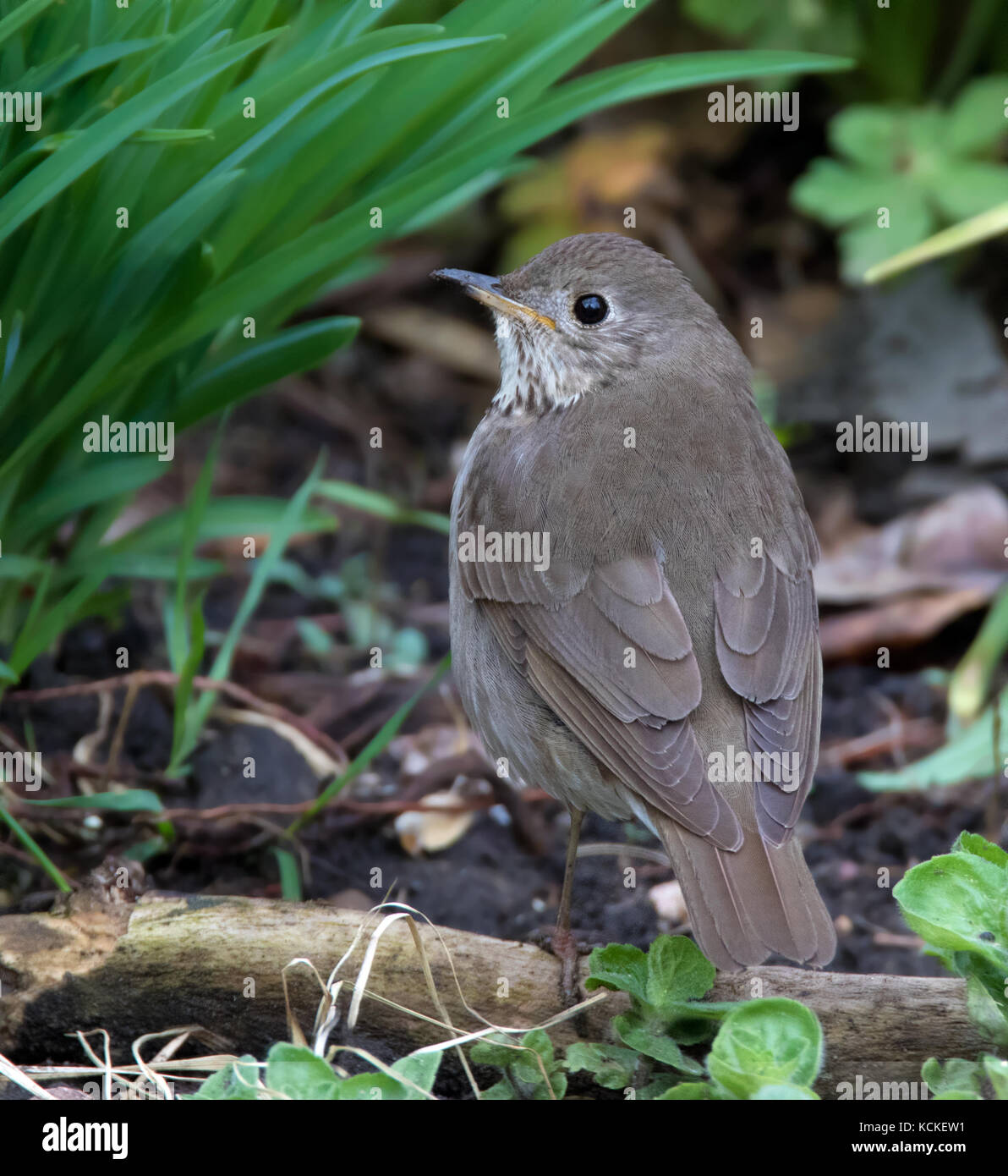 Gray-cheeked Thrush, Catharus minimus, in some shrubs, in Saskatchewan ...