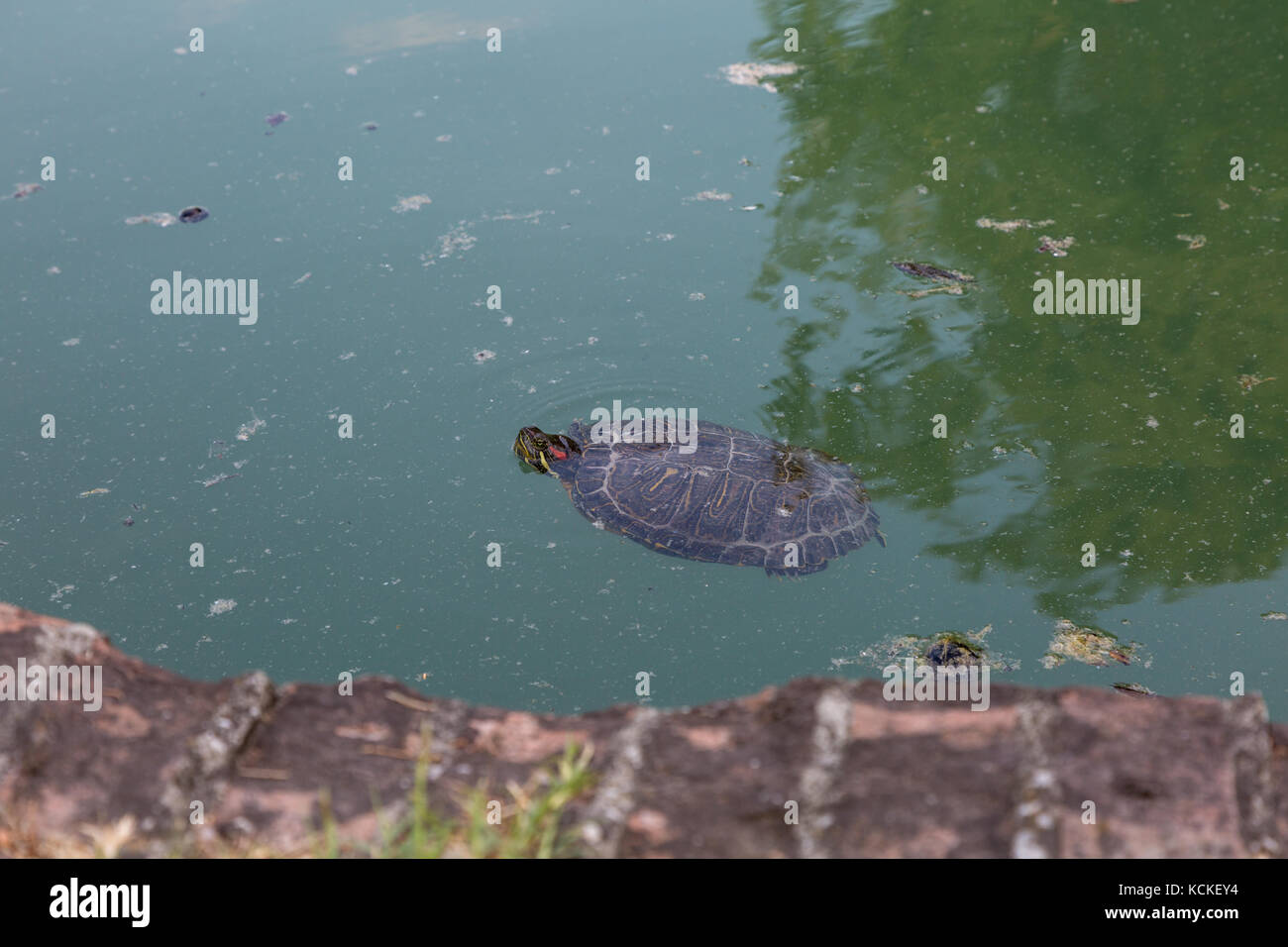 Tortoise head inside shell hi-res stock photography and images - Alamy