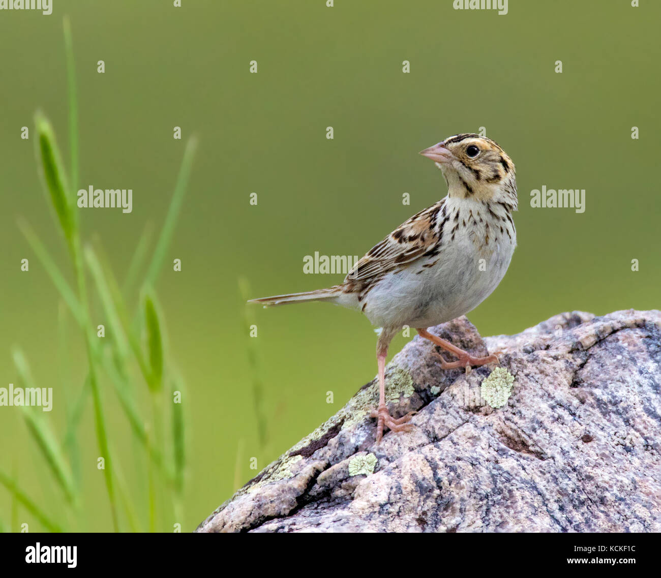 Song sparrow bird canada hi-res stock photography and images - Alamy
