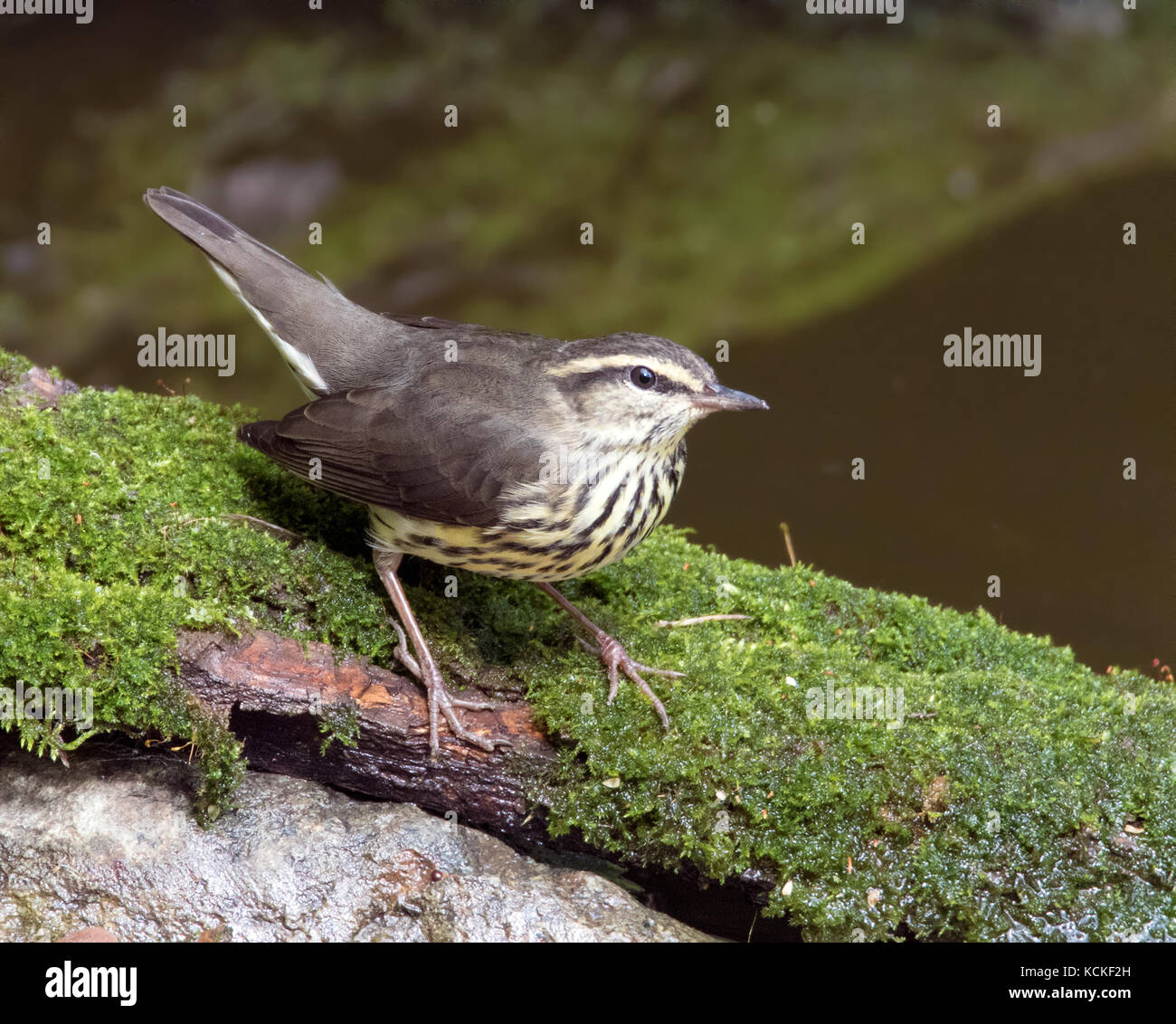 Northern Waterthrush, Parkesia noveboracensis, standing in a pond in ...
