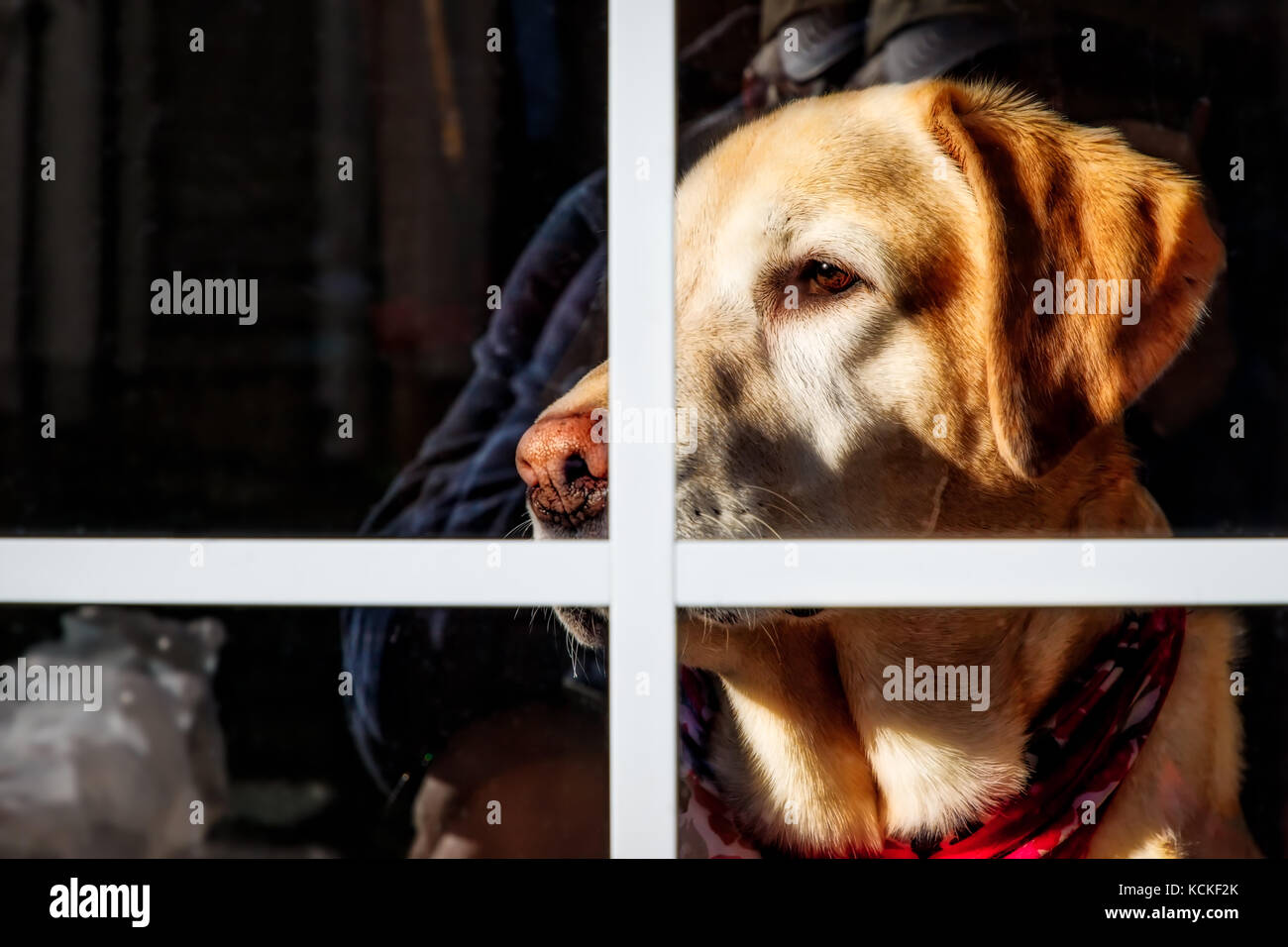 A Yellow Labrador looking out the window keeping a watchful eye Stock ...