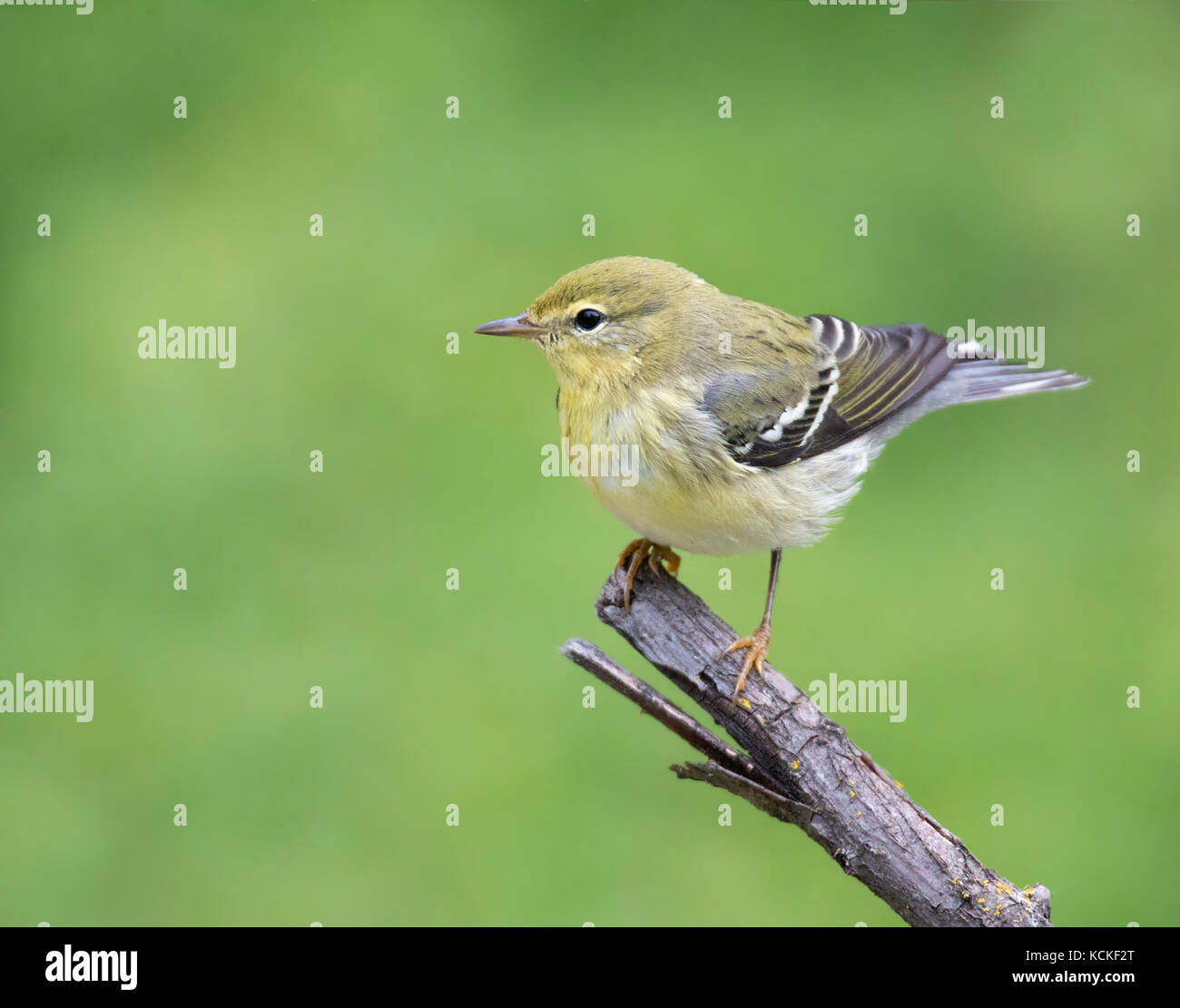 A Fall plumage Blackpoll Warbler, Setophaga striata, perched in ...