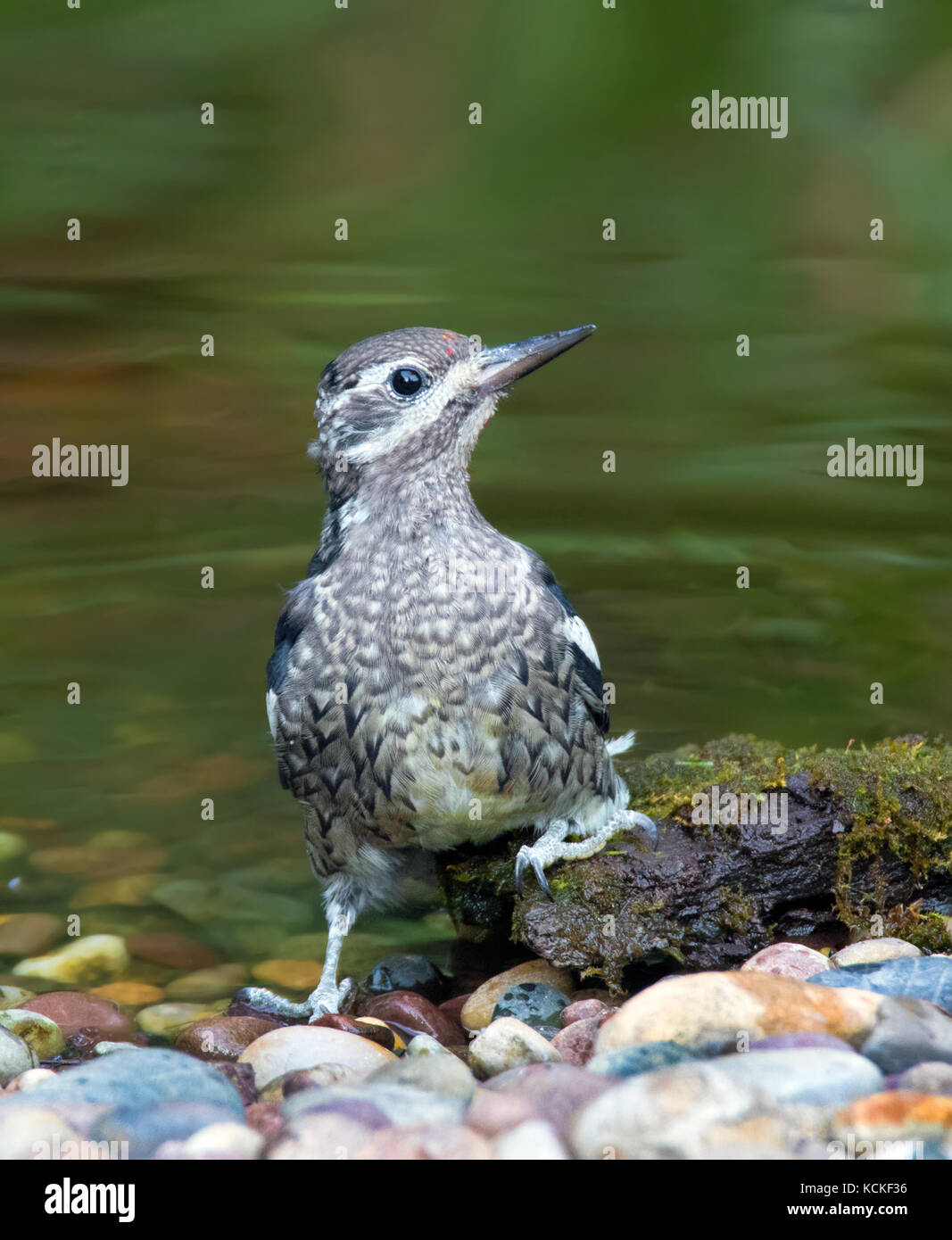 Yellow bellied sapsucker plumage hi-res stock photography and images ...