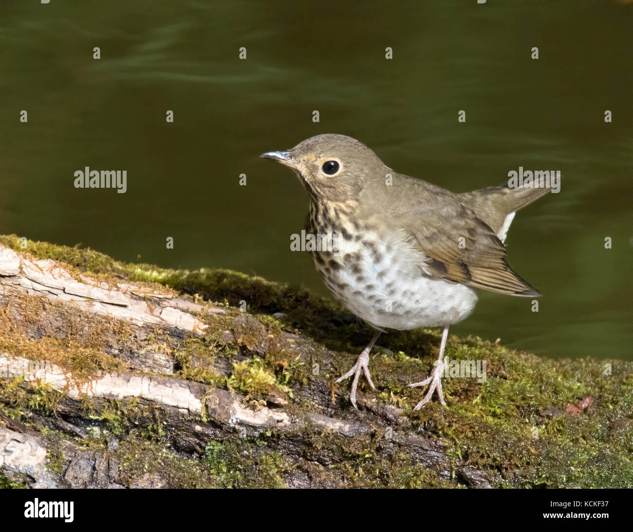 Swainsons thrush hi-res stock photography and images - Alamy