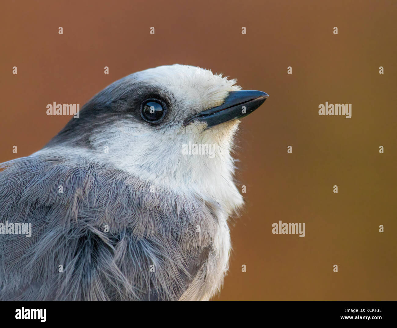 Perisoreus canadensis hi-res stock photography and images - Alamy
