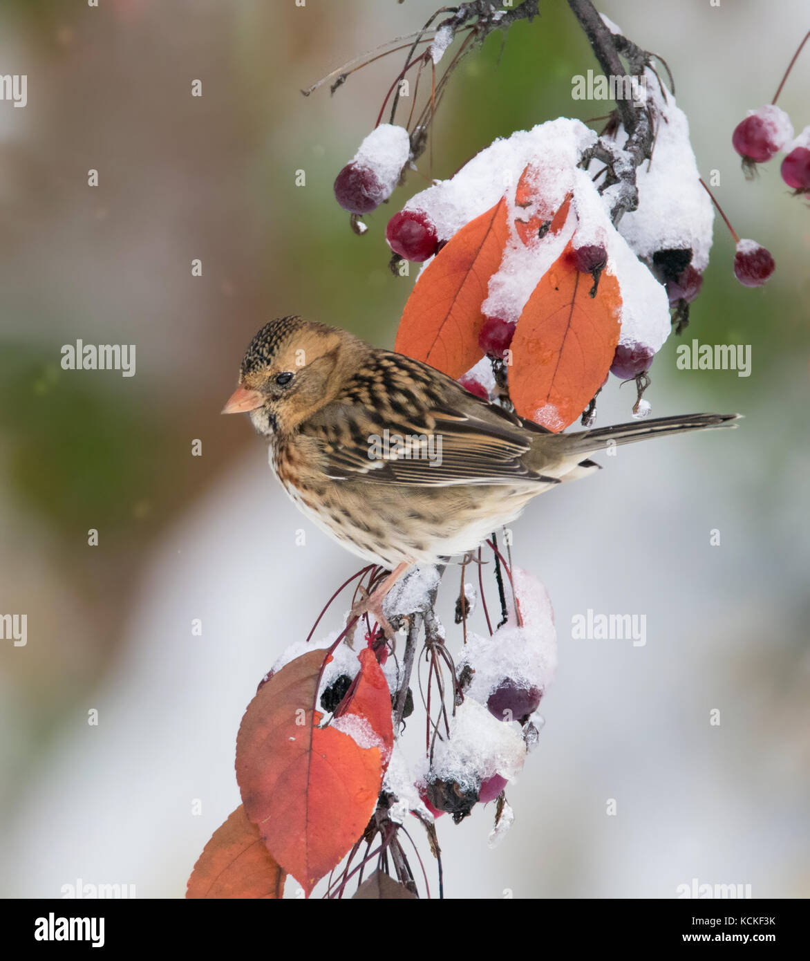 Song sparrow bird canada hi-res stock photography and images - Alamy