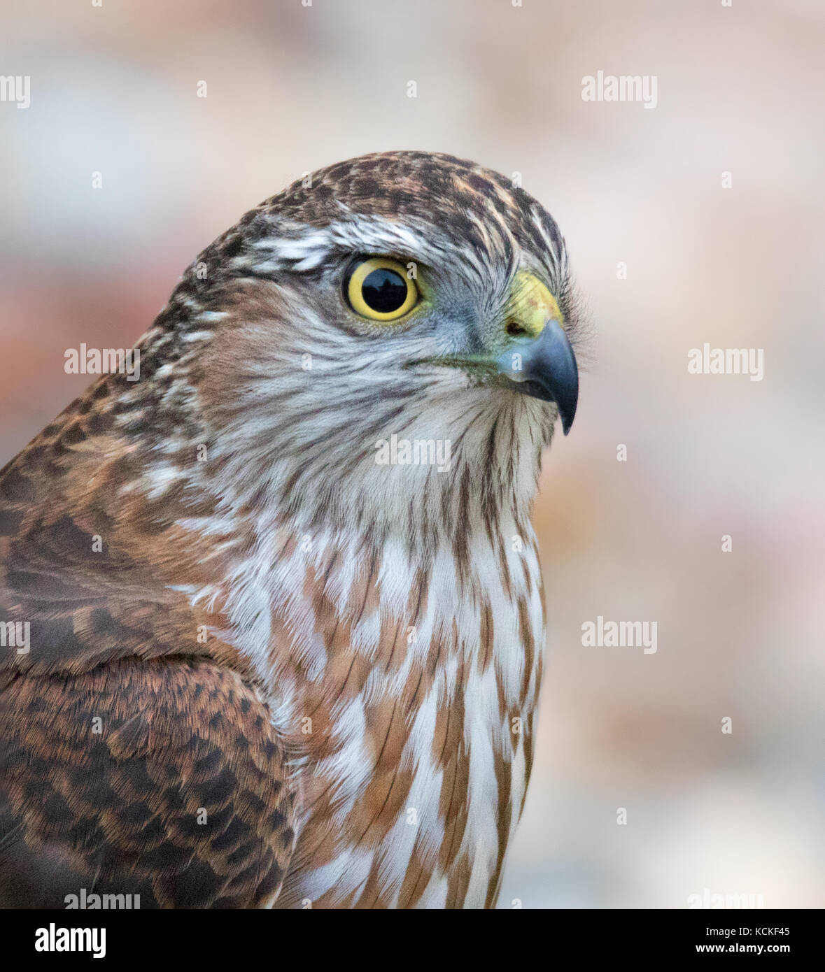 A juvenile Sharp-shinned Hawk, Accipiter striatus, in Saskatoon ...
