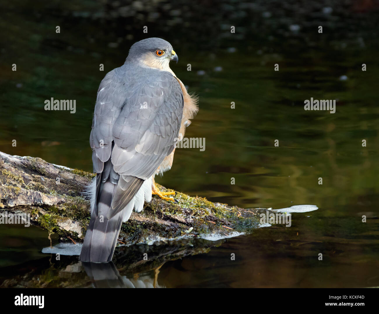 An adult Sharp-shinned Hawk, Accipiter striatus,perched by a pond in ...