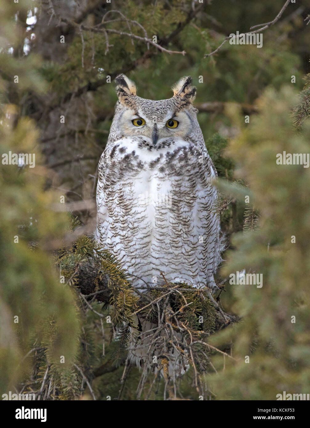 A Great Horned Owl, Bubo virginianus, perched in a spruce tree in ...