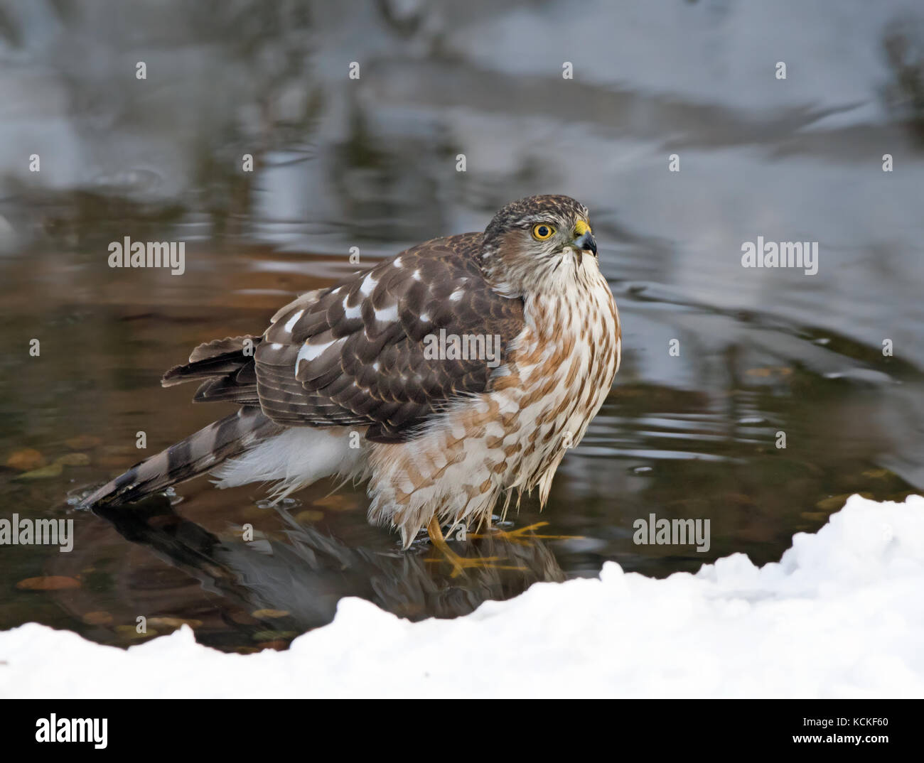 Juvenile sharp shinned hawk hi-res stock photography and images - Alamy