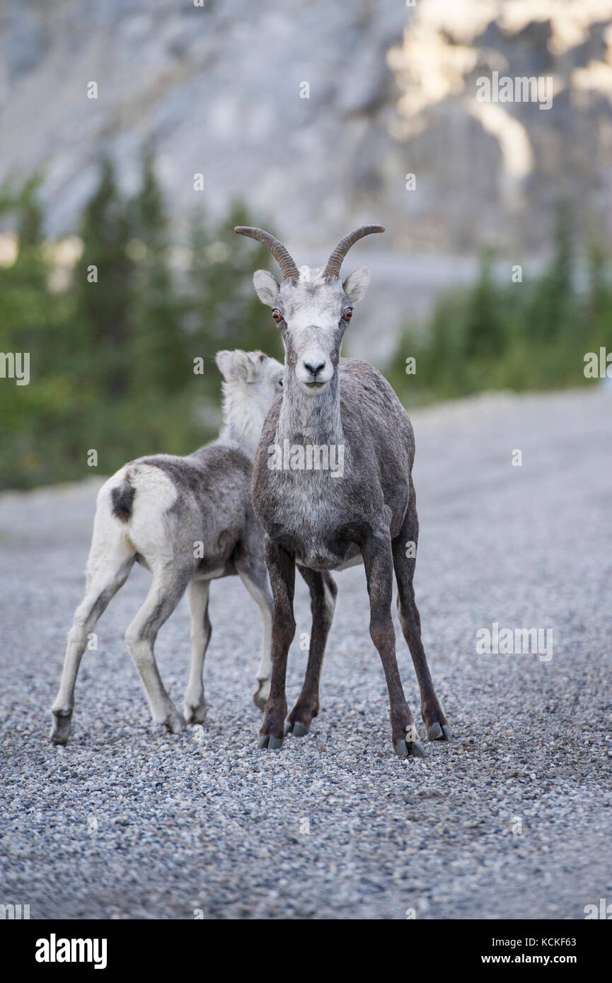 Female Stone Sheep, Ovis dalli stonei, Northern British Columbia ...