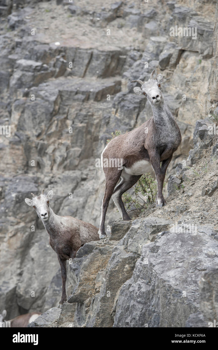 Female stone sheep ovis dalli hi-res stock photography and images - Alamy