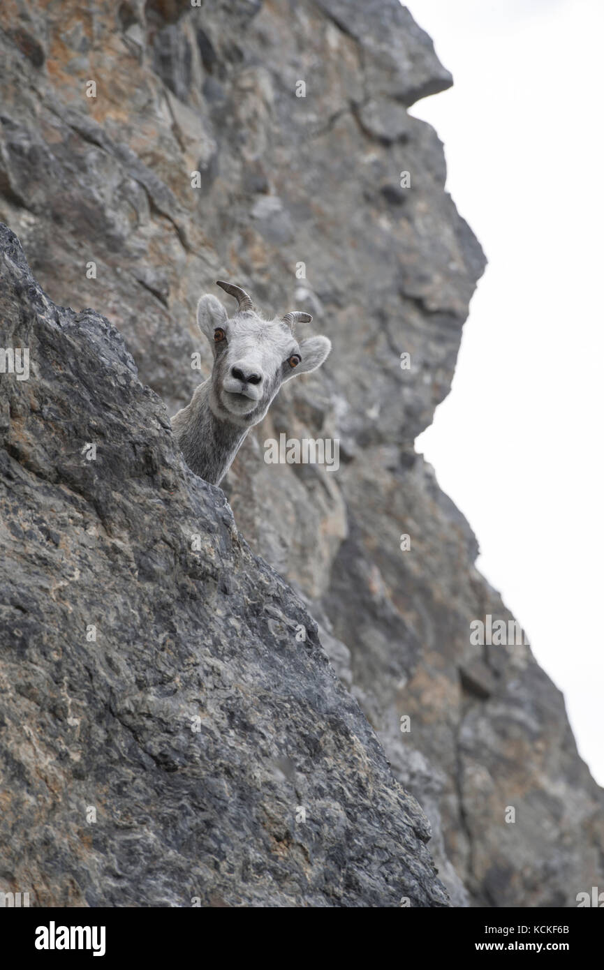 Female Stone Sheep, Northern British Columbia, Canada Stock Photo - Alamy