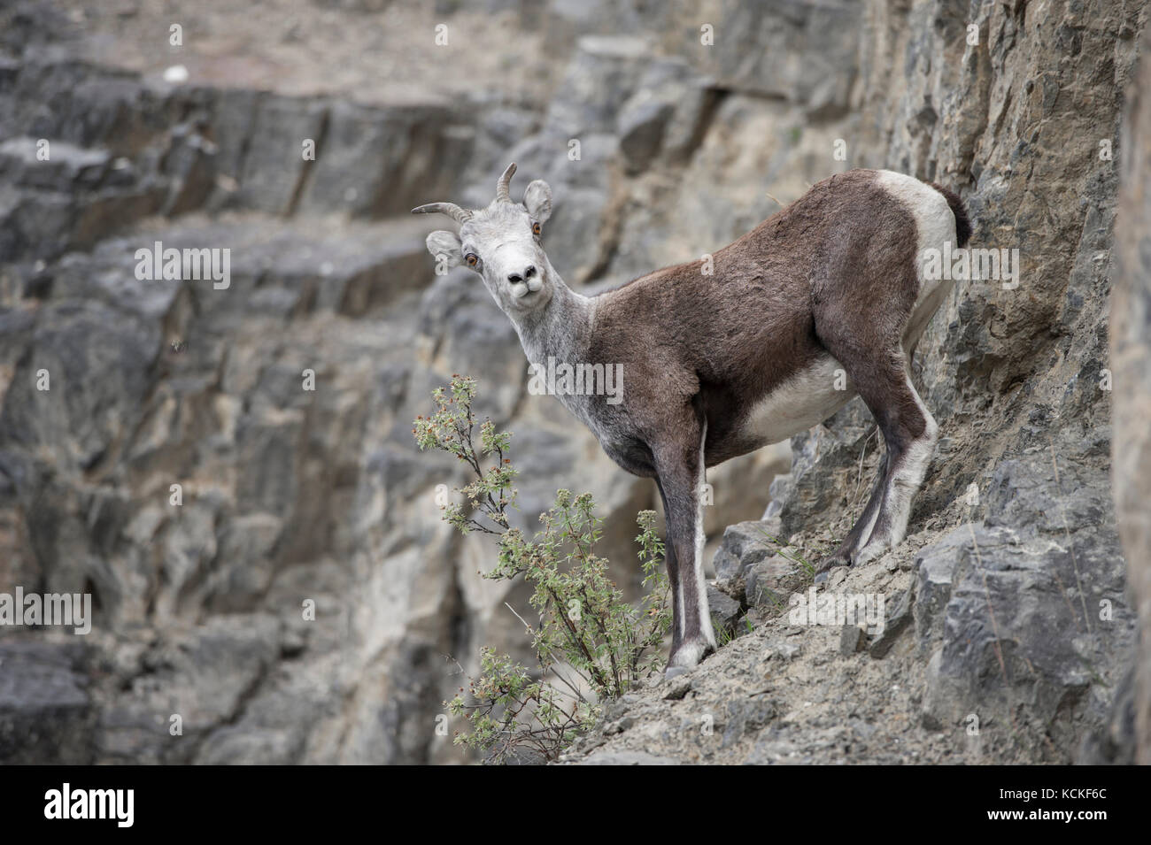 Female Stone Sheep, Northern British Columbia, Canada Stock Photo - Alamy