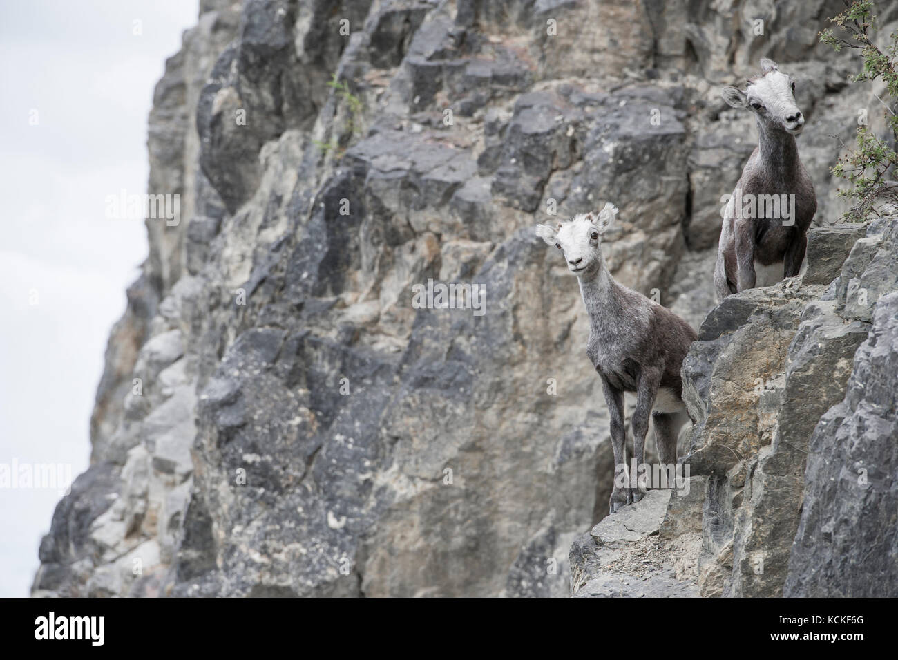 Female Stone Sheep, Northern British Columbia, Canada Stock Photo - Alamy